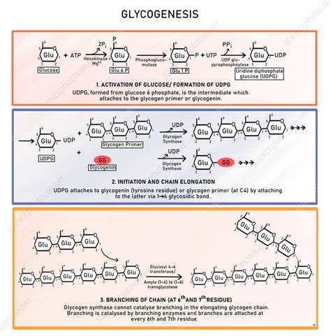 Glycogen Synthesis Pathway Glycogen Synthesis And Metabolism Glycogen