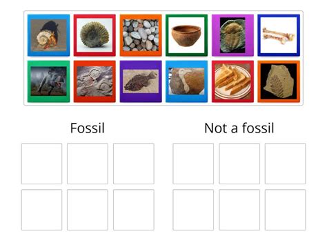 Fossil Or Not A Fossil Group Sort