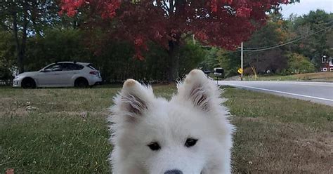 Nimbus Enjoying This Fall Weather Album On Imgur