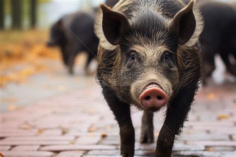 路上的一只黑猪高清图片下载 正版图片600762713 摄图网