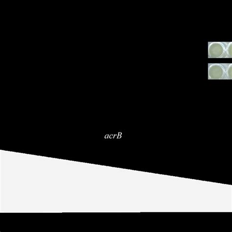 Golden Gate Cloning Of Synthetic Small Rnas A Visualization Of Download Scientific Diagram