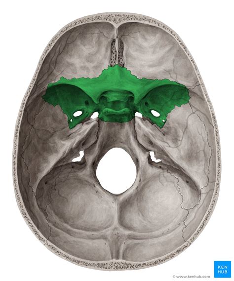Sphenoid Bone Anatomy Function And Development Kenhub