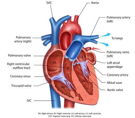 Vasovagal Syncope Dr Hari Sugumar Electrophysiologist And Cardiologist