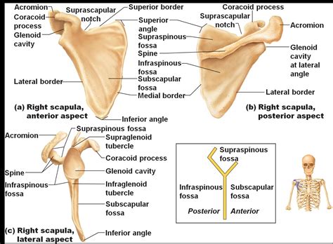 Blank Scapula Diagram