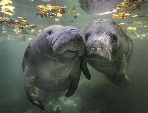 Manatee Dies After “high Intensity Sex” With His Brother Tfm Manatee Dies After “high Intensity Sex” With His Brother Tfm
