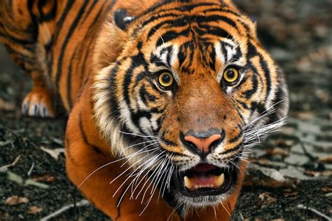 Tiger Fatally Shot At Florida Zoo After Biting Arm Of Man Near