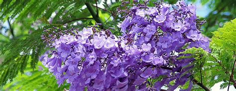 Jacaranda Paulownia Trees Ornamental Plants Deciduous Trees