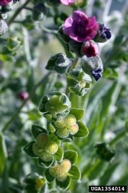 Houndstongue Ibiocontrol