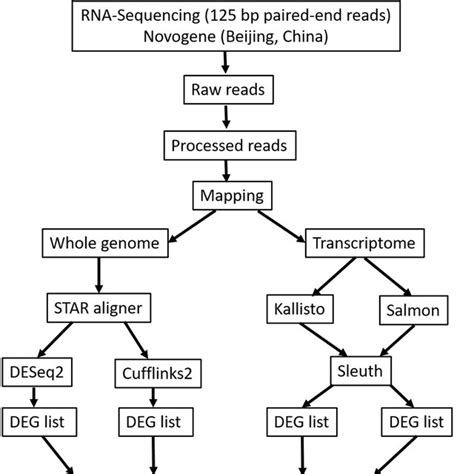 Flowchart Of Rna Seq Data Analysis Procedure Differential Gene Download Scientific Diagram