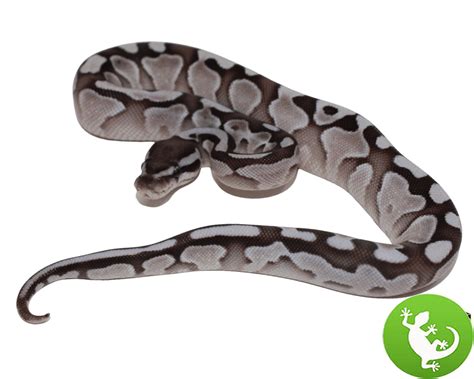 Lesser Axanthic Ball Python Ultimate Reptile
