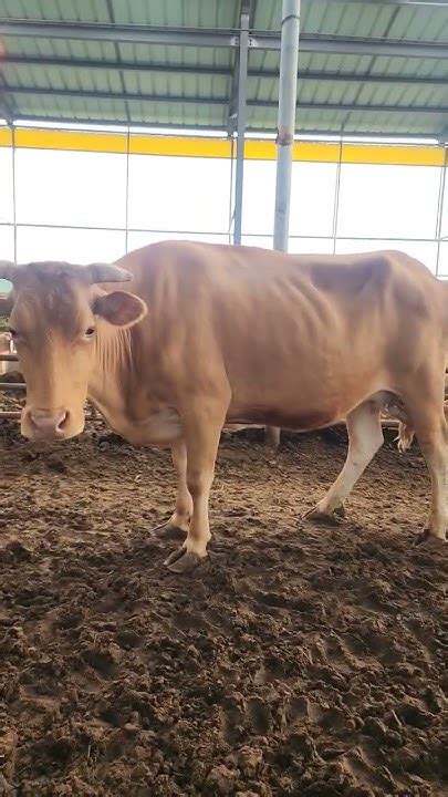 엄마 아님 한우 Youtube