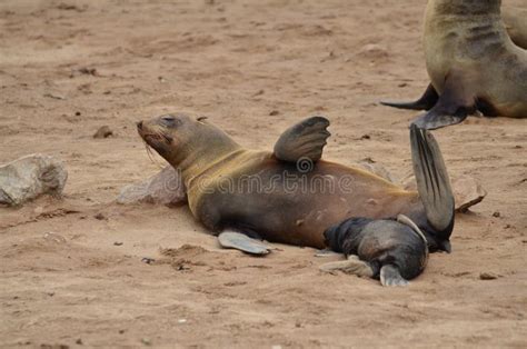 Cape Cross Lazy Seal Reserve Namibia Africa Stock Image Image Of