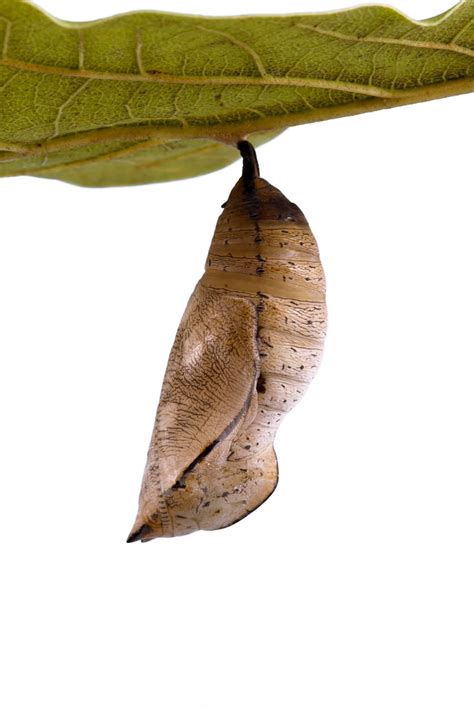 Images De Cocon Papillon Téléchargement Gratuit Sur Freepik