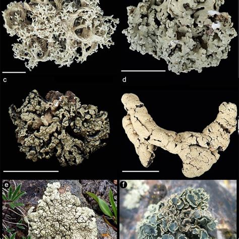 Phylogenetic Networks Inferred By Phylonet Using Maximum Download Scientific Diagram