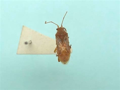 アカヒメヘリカメムシ Rhopalus maculatus 島根大学標本資料類データベース