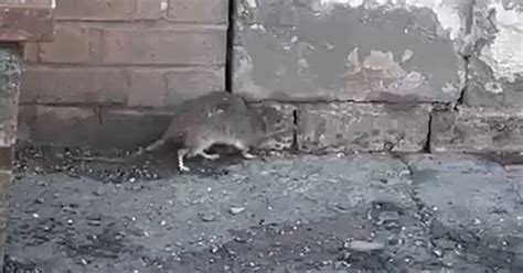 Shocked Glasgow Bin Worker Films Giant Rat The Size Of Cat In City