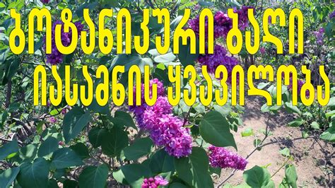 საქართველოს ეროვნული ბოტანიკური ბაღი იასამნის ყვავილობა Youtube