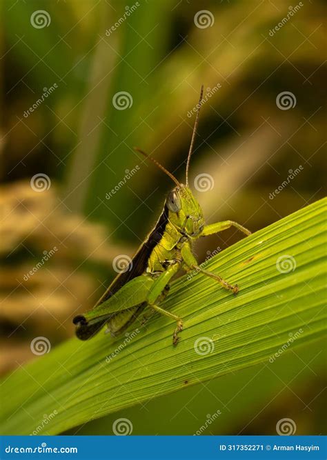 A Green Grasshopper Perches On A Blade Of Grass Blending Seamlessly