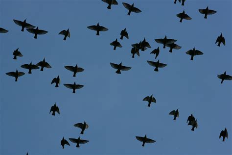 Freedom In Existential Therapy The Burden Of Choice Augustin Kendall