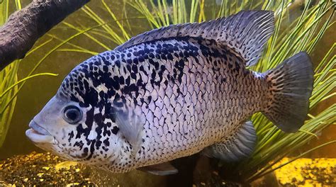 Nandopsis Tetracanthus Pielęgnica Kubańska Nandopsis Tetracanthus