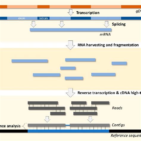 Simplified Diagram Of The RNA Seq Workflow The Method Implies Download Scientific Diagram