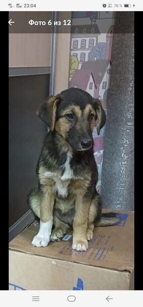 Девочка стерилизованная отдаем в добрые руки ласковая очень спокойная у нее огромное доверие к