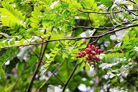 清香木盆景图片欣赏 花百科