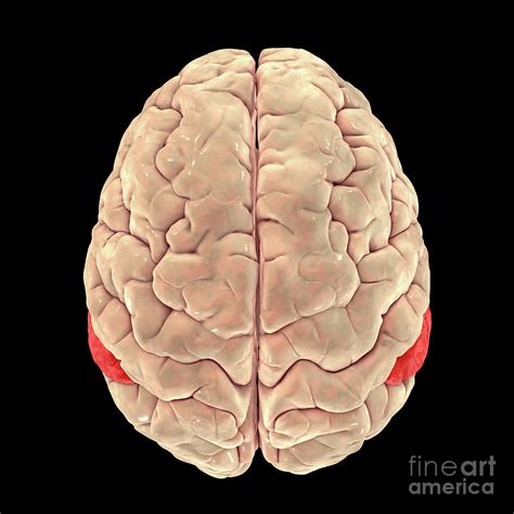 Human Brain With Highlighted Angular Gyrus Photograph By Kateryna Konscience Photo Library Pixels