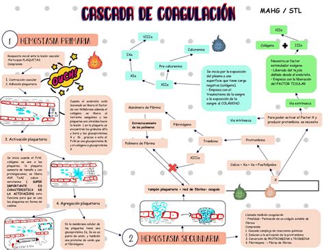 La Cascada De Coagulación Etapas Y Factores En Pocas Palabras