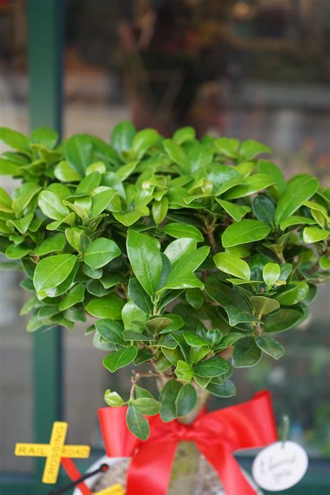Bonsai Tree Air Purifying Plant Large Flower T Korea
