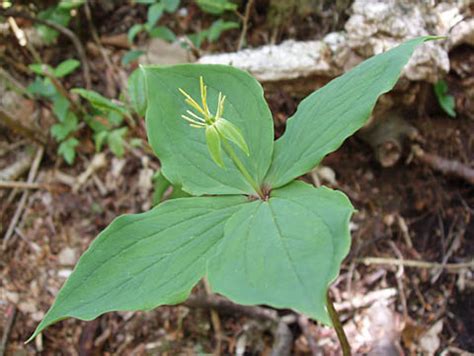 ツクバネソウ山の花野の花 M Rの山歩き