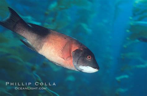California Sheephead Adult Male Semicossyphus Pulcher San Clemente Island