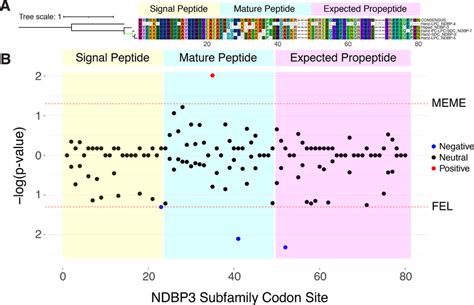A Midpoint Rooted Maximum Likelihood Iq Tree Of Hadrurus Venom Ndbp3 Download Scientific