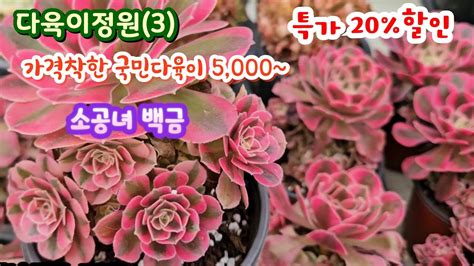다육이정원 3 국민다육이 마디바 5 000 ~ 소공녀 백금 원종라라 하월야 백야 사막의장미 캐미어 Youtube