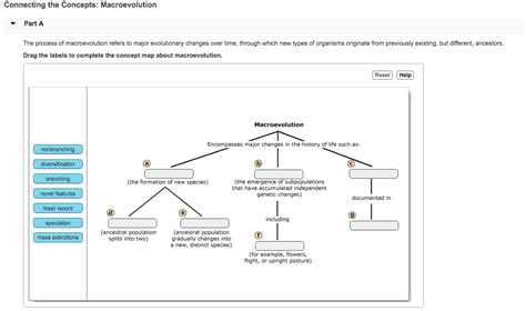 Solved Connecting The Concepts Macroevolution