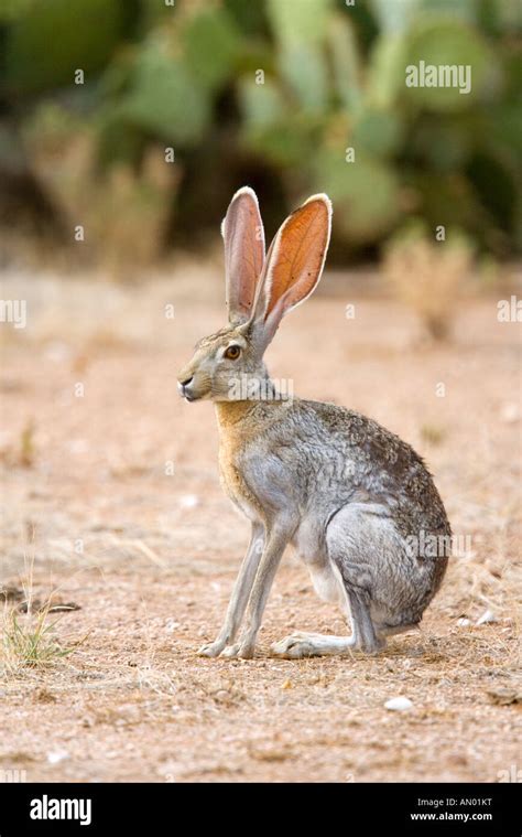 Antelope Jackrabbit Lepus Alleni Oracle Pinal County Arizona United