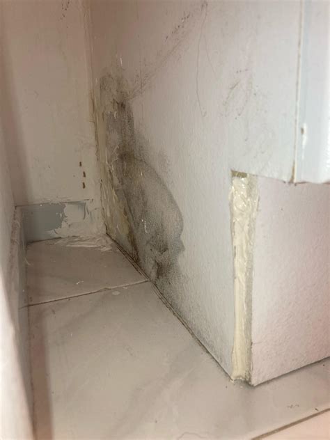 Cockroach Infestation Rinsects