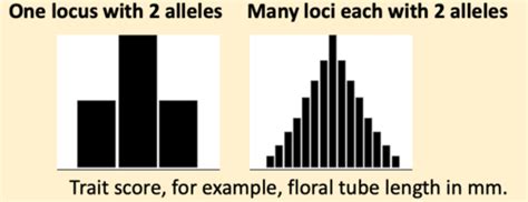 Quantitative Genetics I And II Flashcards Quizlet