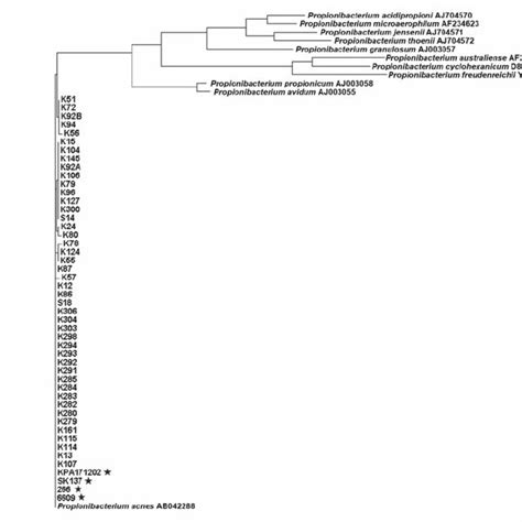 Dendrogram Of Concatenated Housekeeping Gene Sequences From Isolated