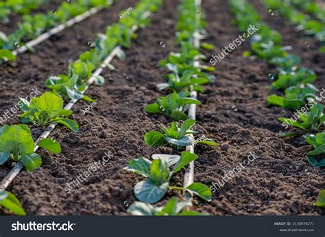 Growing Cabbage Using Drip Irrigation At Pat Gray Blog