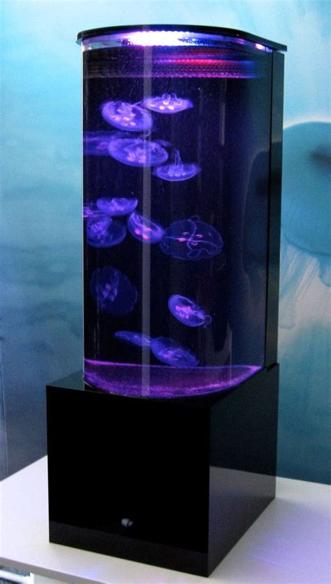 Moon Jellyfish Home Aquarium Wese Aquarium Fish