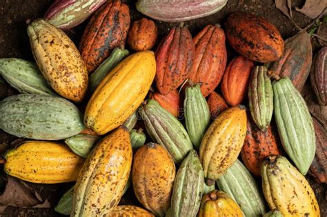 Stack Of Group Cocoa Pods Stock Image Image Of Chocolate 278713641