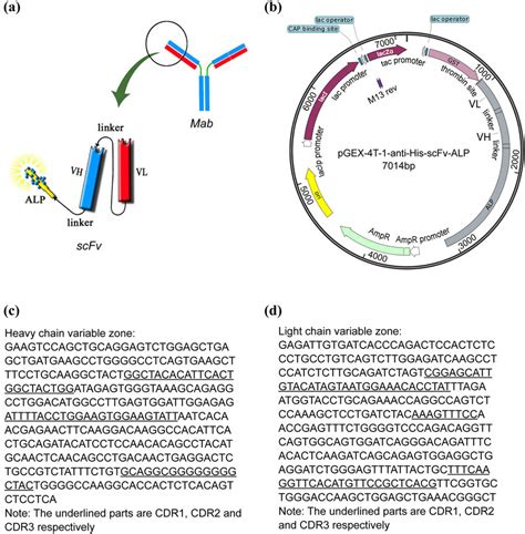 A Schematic Showing Anti His Scfv Alp B Download Scientific Diagram