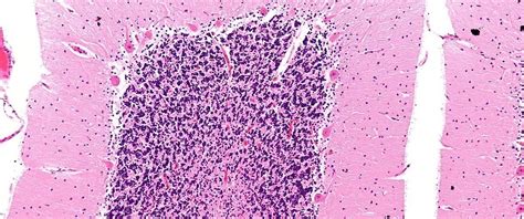 Cerebellar Cortex Histology