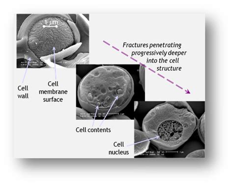 Microsphere Looking Beneath The Surface Cd Randd Consultancy