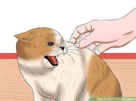 Ways To Tell If A Cat Has Rabies WikiHow