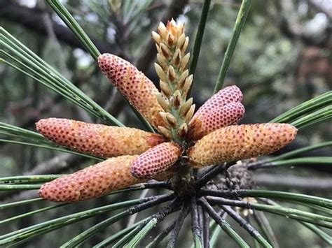 Pinus Pseudostrobus Picturethis