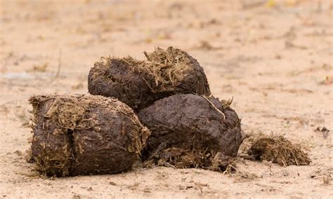 Why Elephant Dung Is Essential To Africas Ecosystem