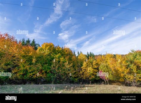 Yellow And Red Dyed Leaves Still Attached To The Tree Branches In Late Autumn Against Green