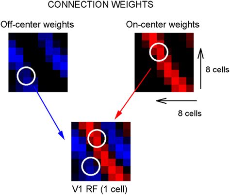 Connection Weights After Training The Figure Depicts Learned